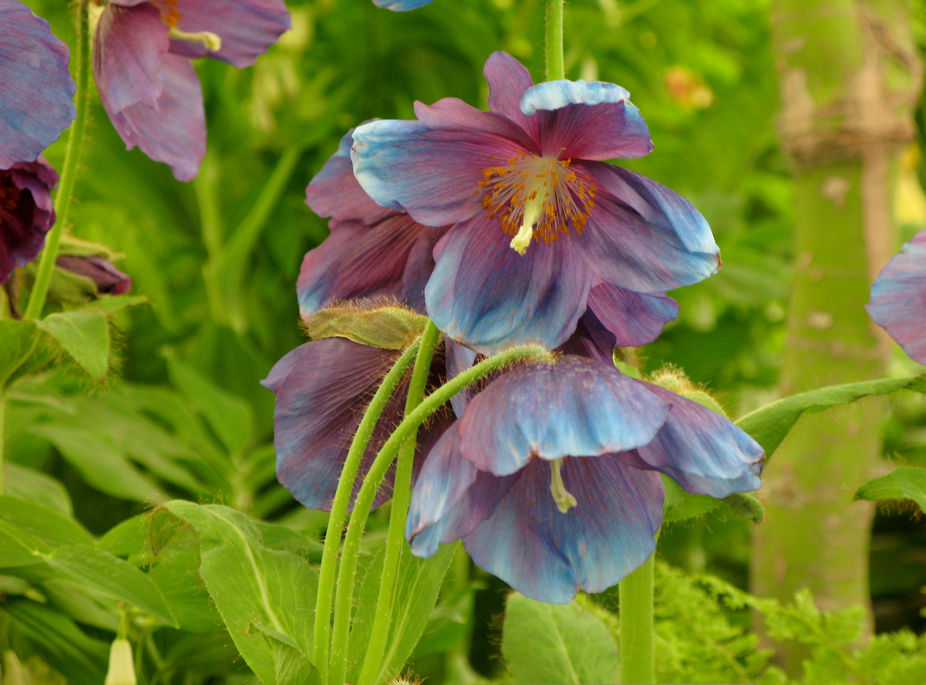 Agnes Toth Studio - RHS Chelsea Flower Show